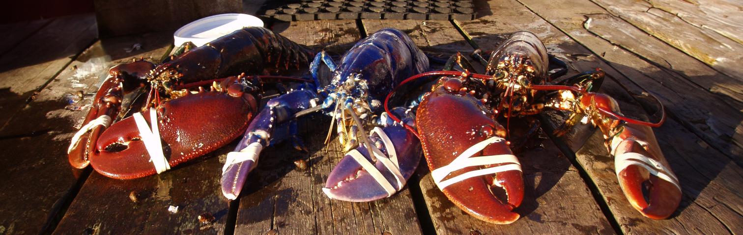 Hummerfiske västkusten | Anders Båt